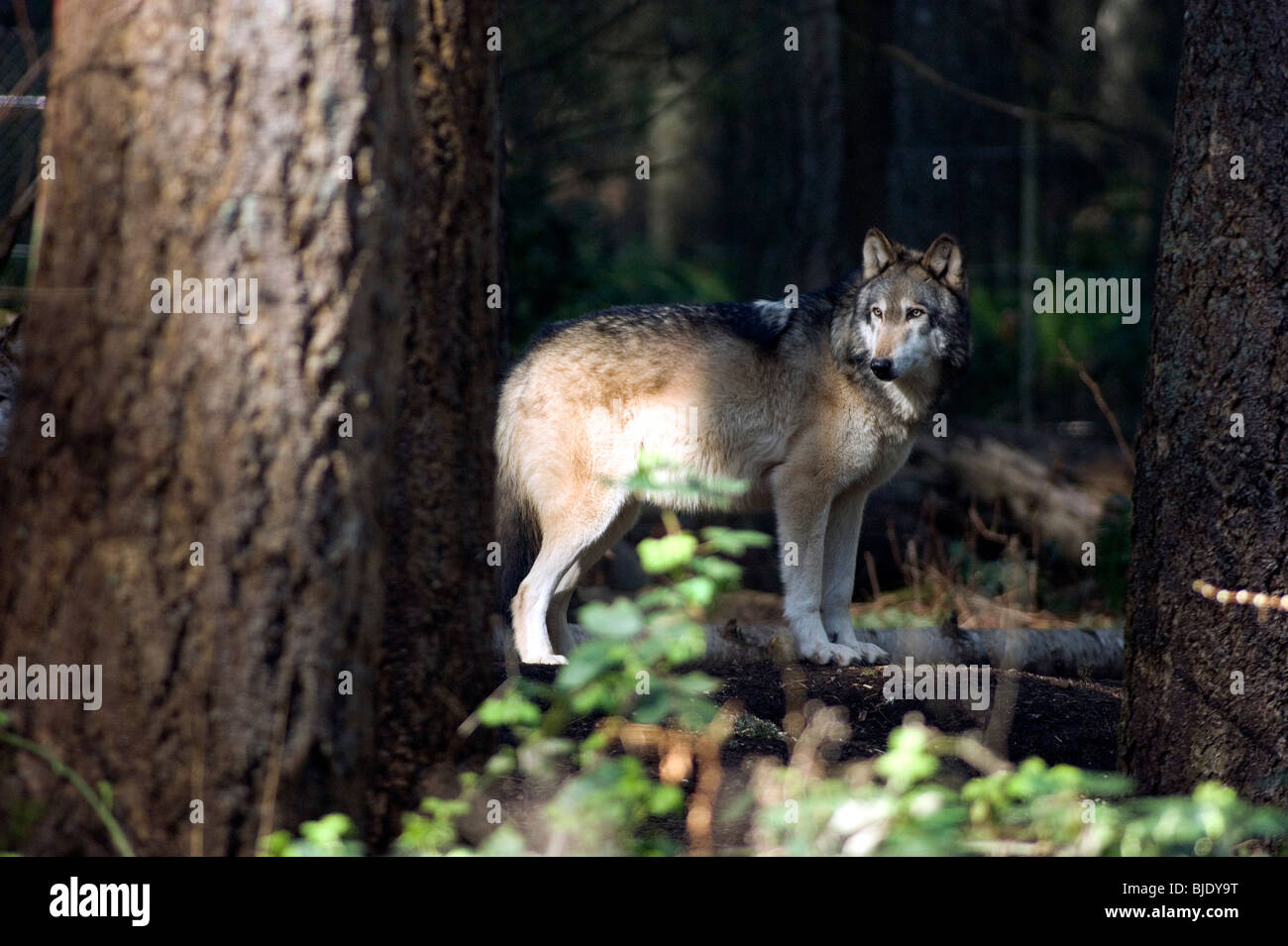 North American Timber Wolf Stock Photo - Alamy