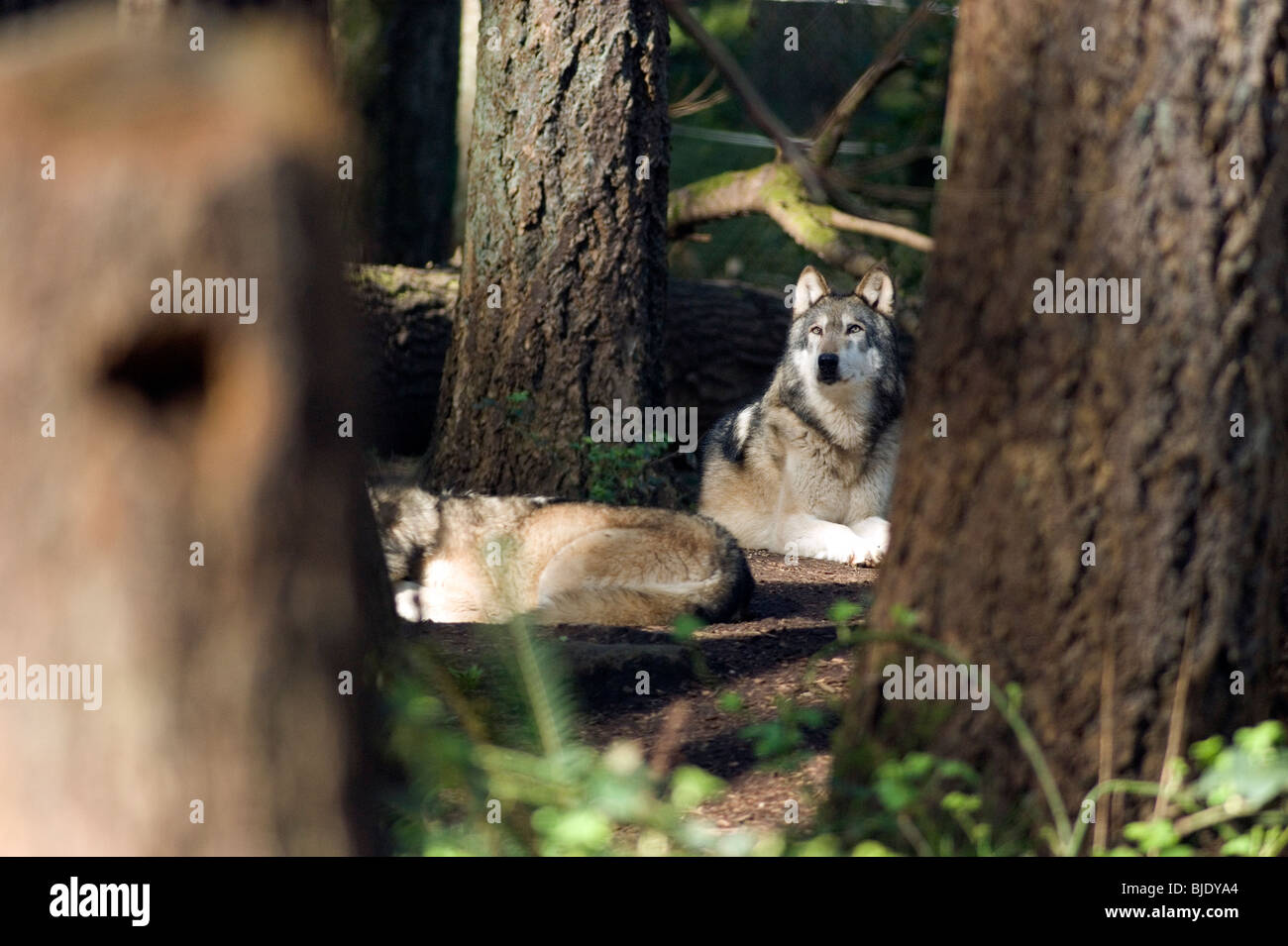 North American Timber Wolf Stock Photo - Alamy
