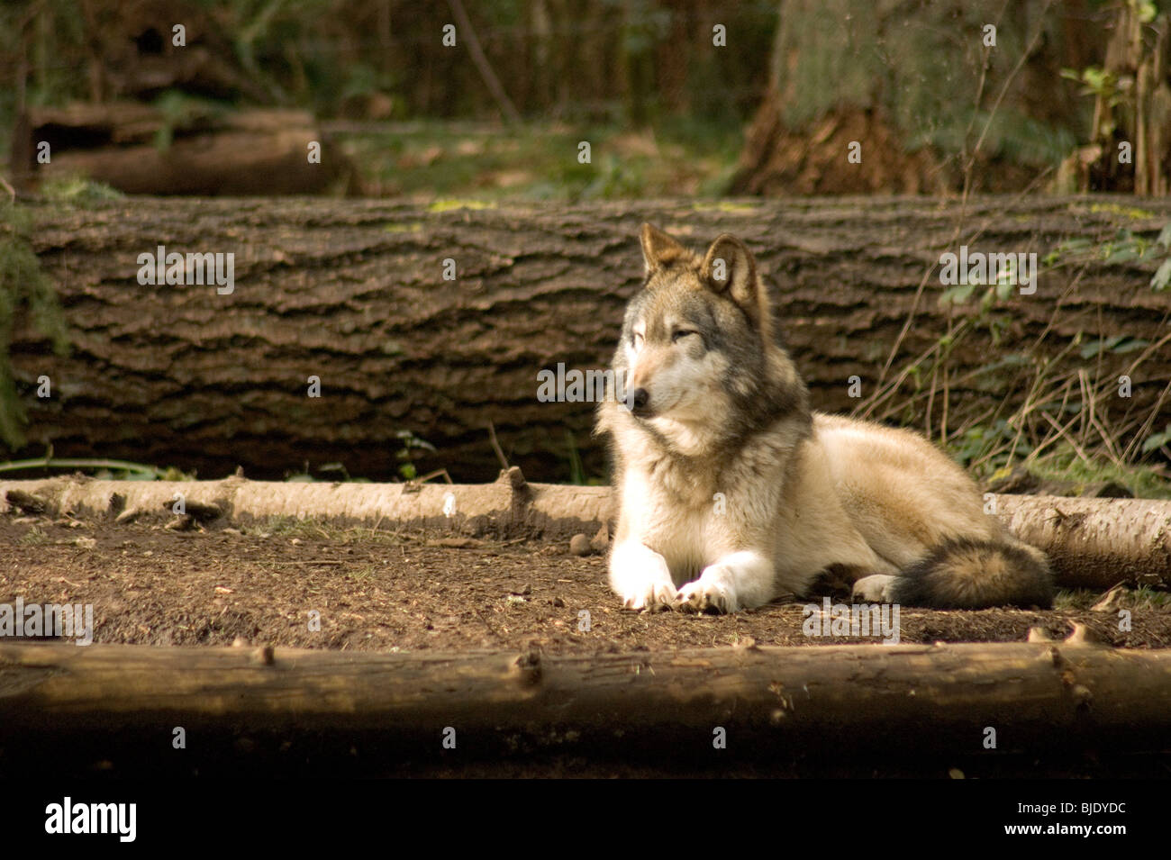 North American Timber Wolf Stock Photo - Alamy