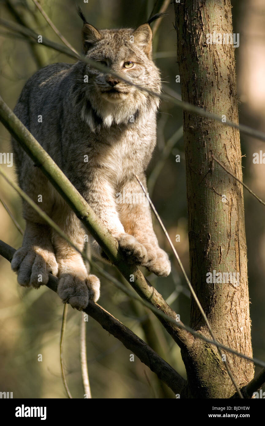 North American Lynx Stock Photo - Alamy