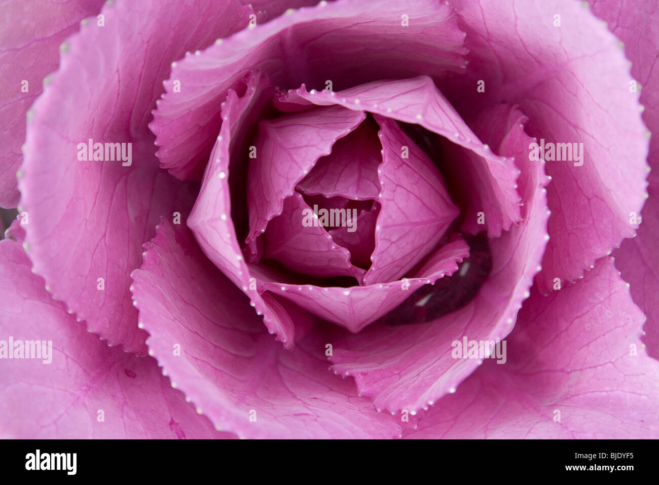 Overlapping petals hi-res stock photography and images - Alamy