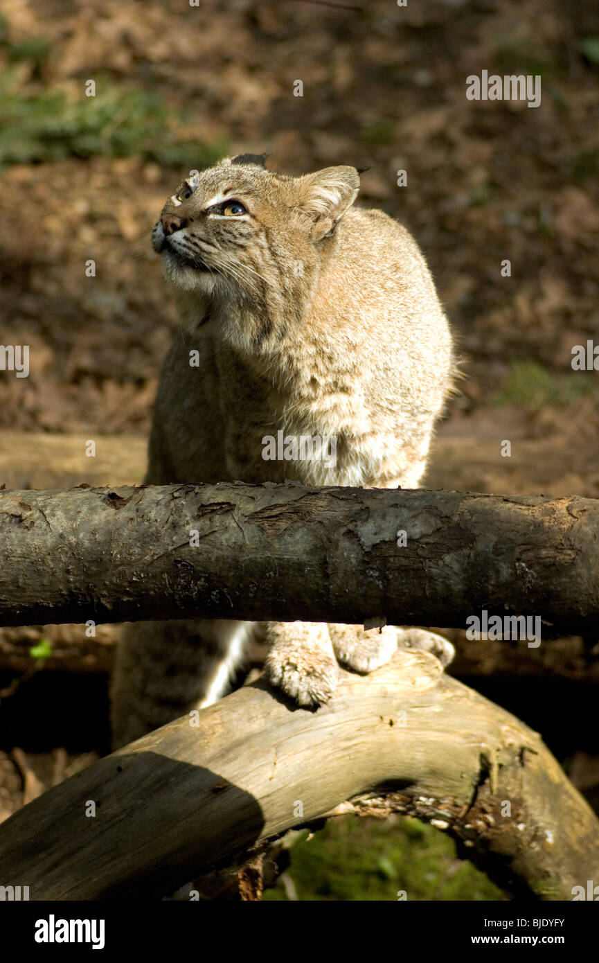 North American Bobcat Stock Photo - Alamy