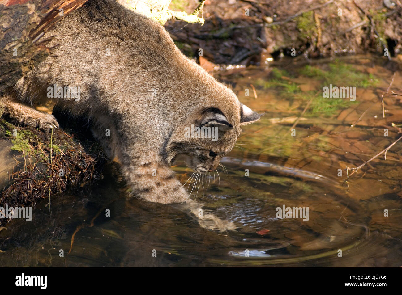 North American Bobcat Stock Photo - Alamy
