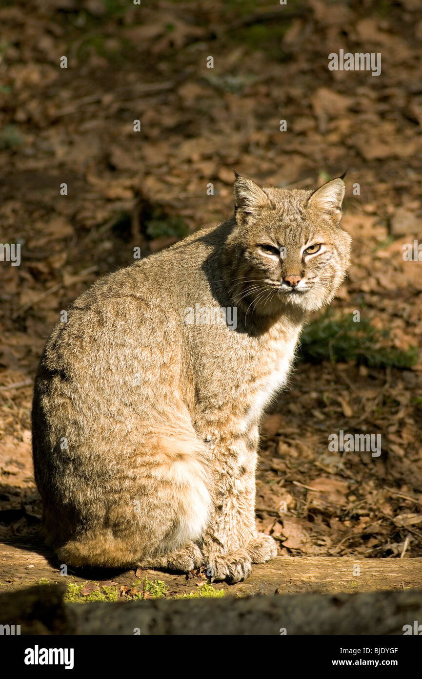 North American Bobcat Stock Photo - Alamy