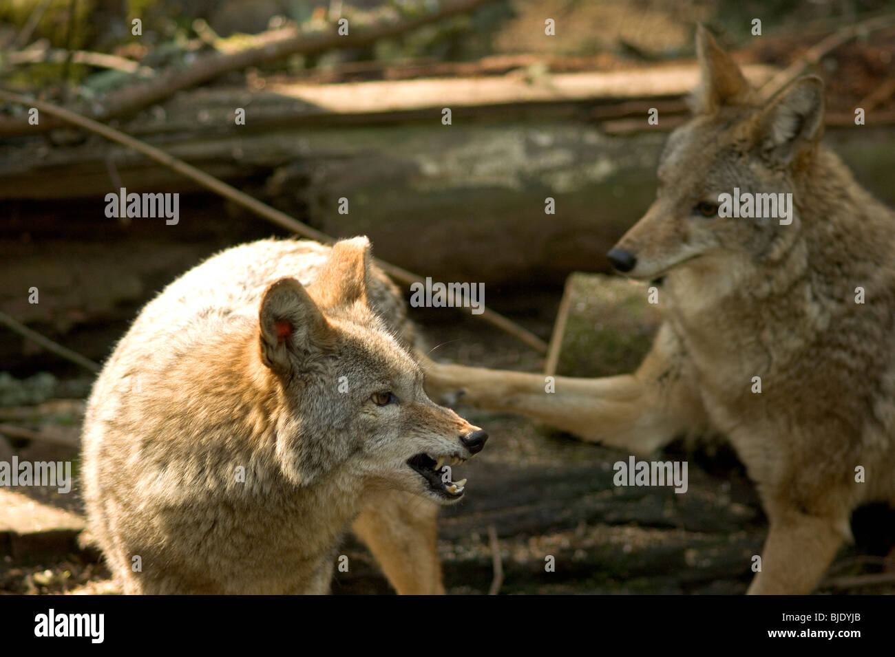 Furry family member hi-res stock photography and images - Alamy
