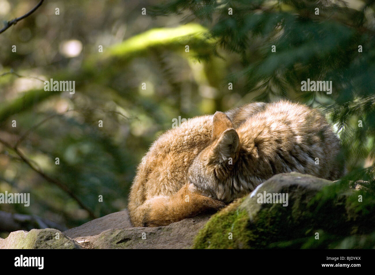 A member of the Canine Family, Range Coyote Stock Photo - Alamy