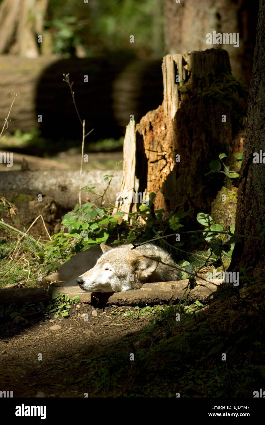 North American Timber Wolf Stock Photo - Alamy