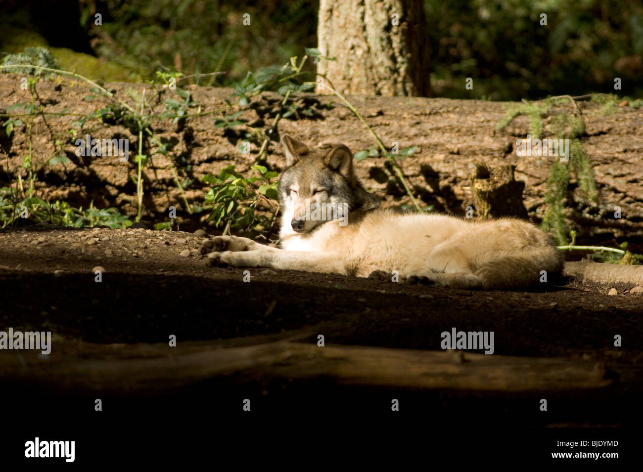 North American Timber Wolf Stock Photo - Alamy