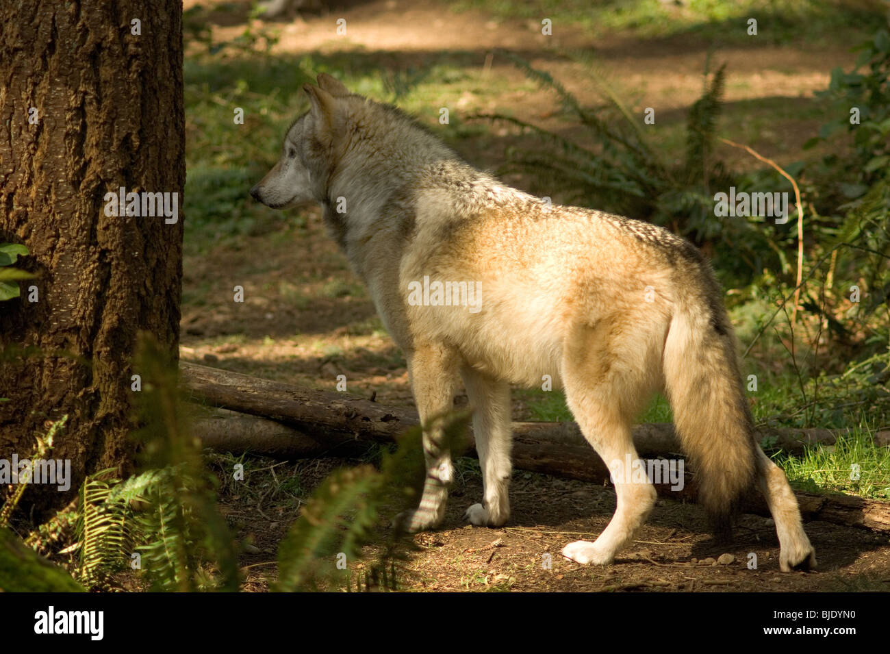 North American Timber Wolf Stock Photo - Alamy