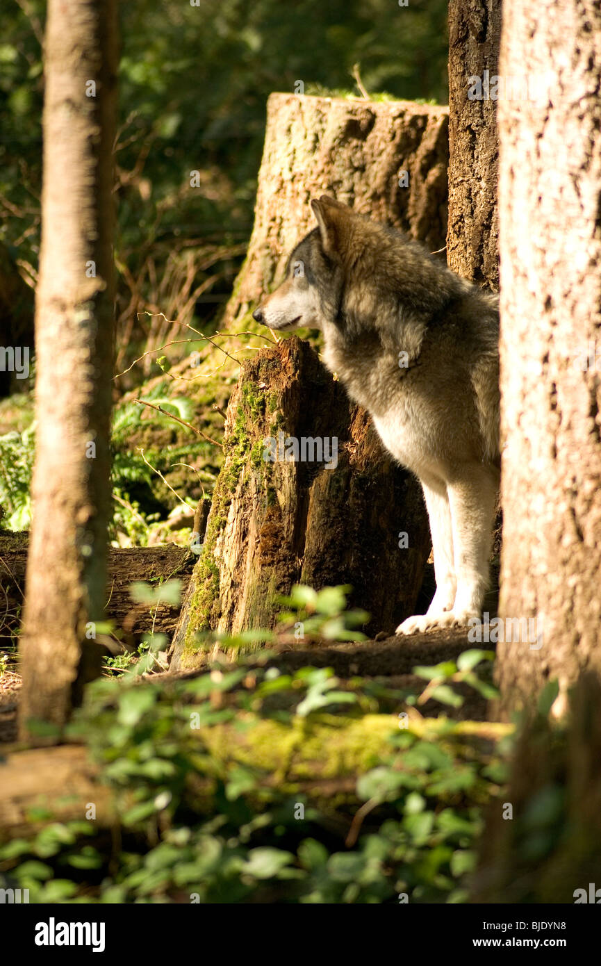 North American Timber Wolf Stock Photo - Alamy