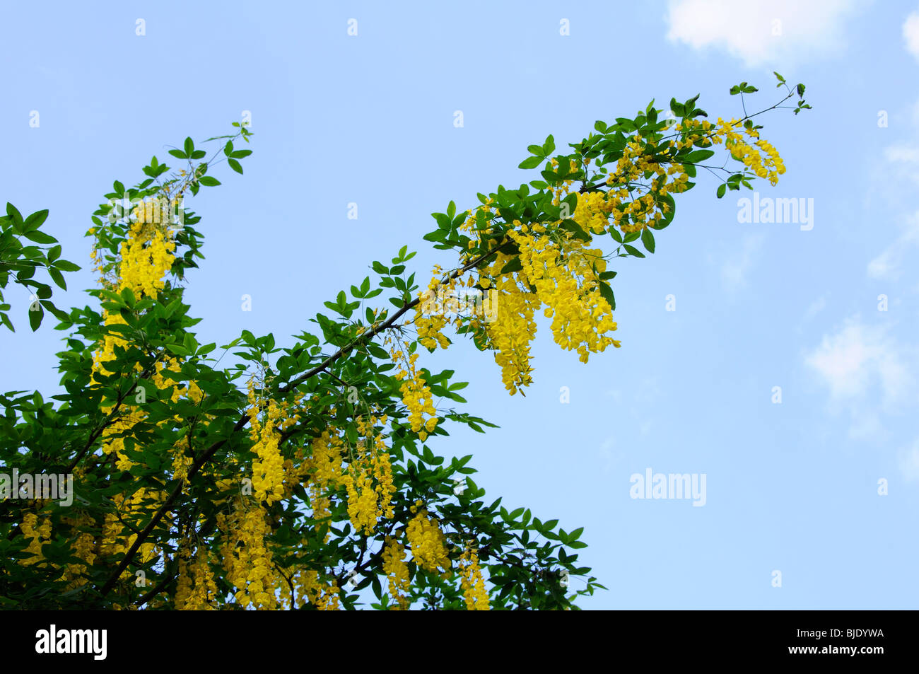 Laburnum tree in bloom Stock Photo - Alamy