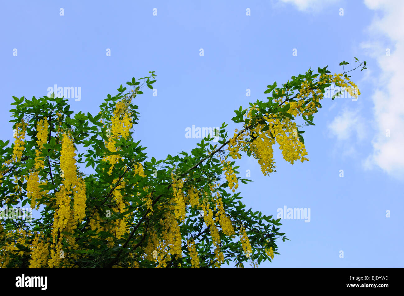 Laburnum tree in bloom Stock Photo - Alamy