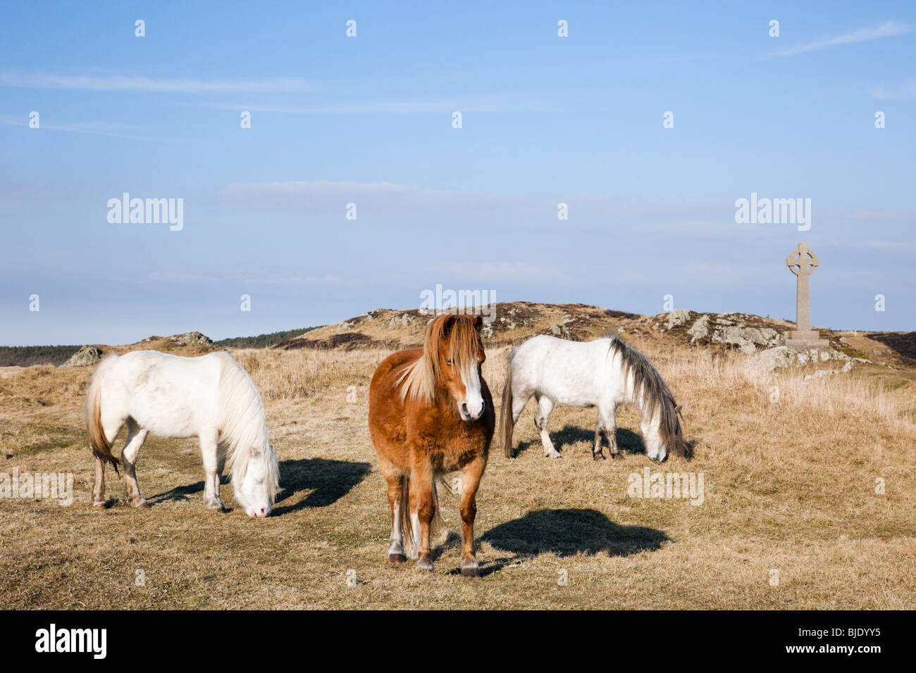 Welsh Mountain Ponies by Celtic cross in National Nature Reserve ...