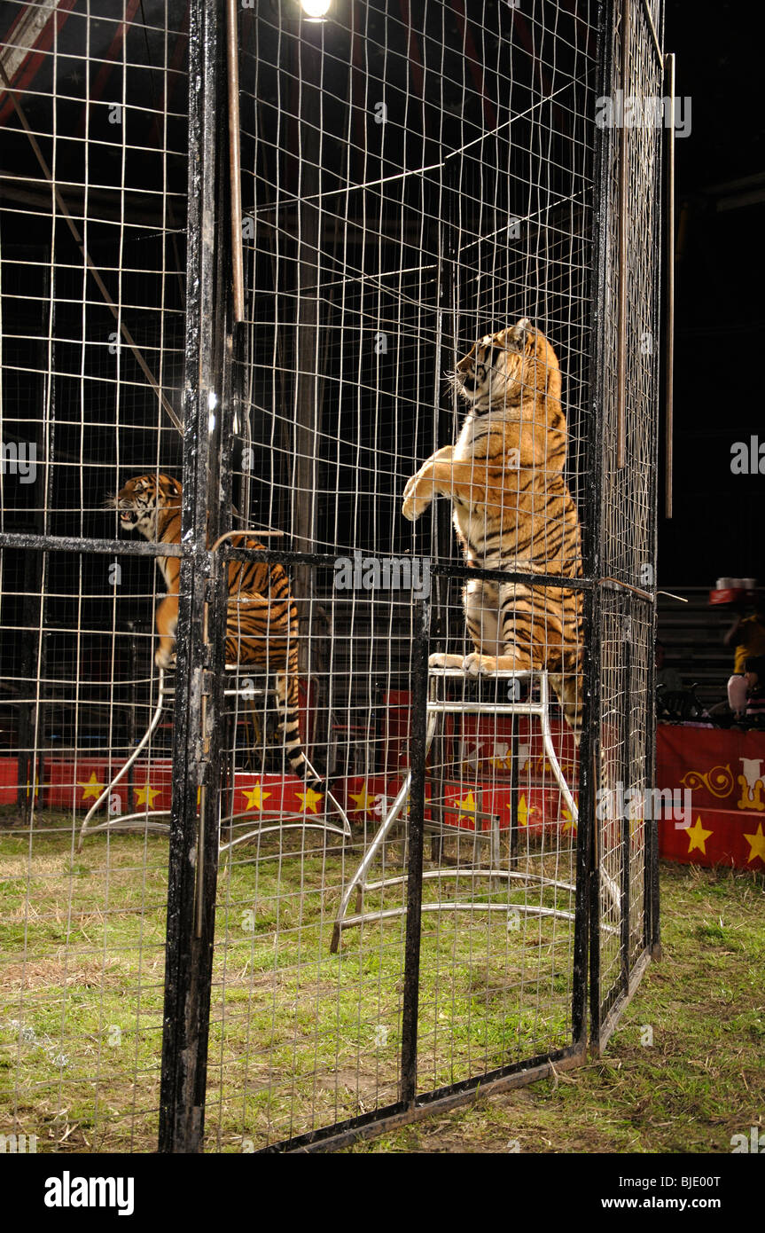 Circus Safety Net High Resolution Stock Photography and Images - Alamy