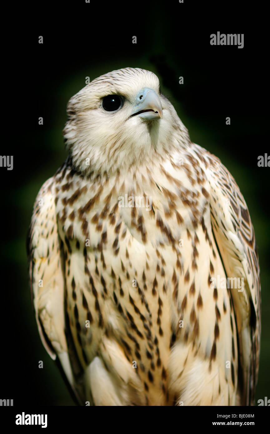A Gyrfalcon (Falco rusticolus) against a dark background Stock Photo ...
