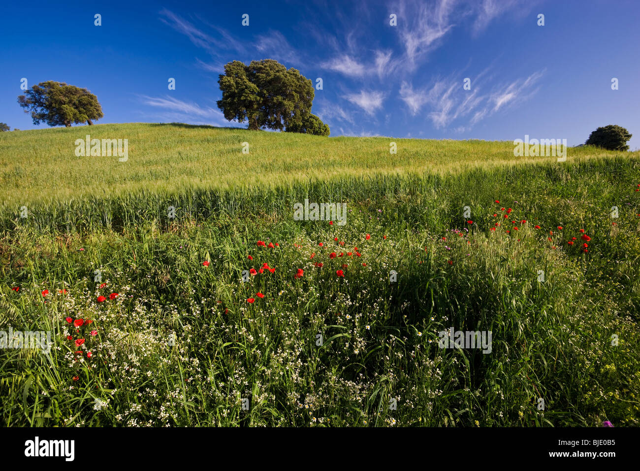 Wild flowers in field, spring, nr Olvera, Andalucia, Spain Stock Photo ...