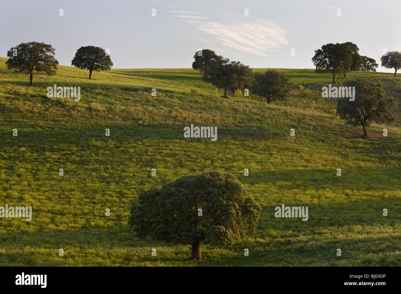 Andalucia spain field hi-res stock photography and images - Alamy