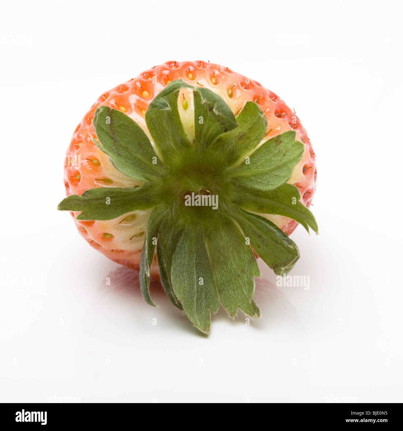 Large Spanish Ripening Strawberry from low viewpoint isolated against ...