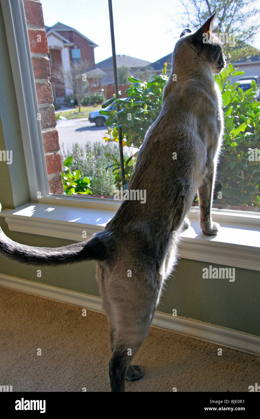 Siamese Blue Point cat Stock Photo - Alamy