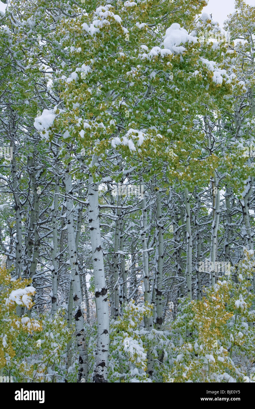 Aspen Trees After Early Snowfall, Police Outpost Provincial Park ...
