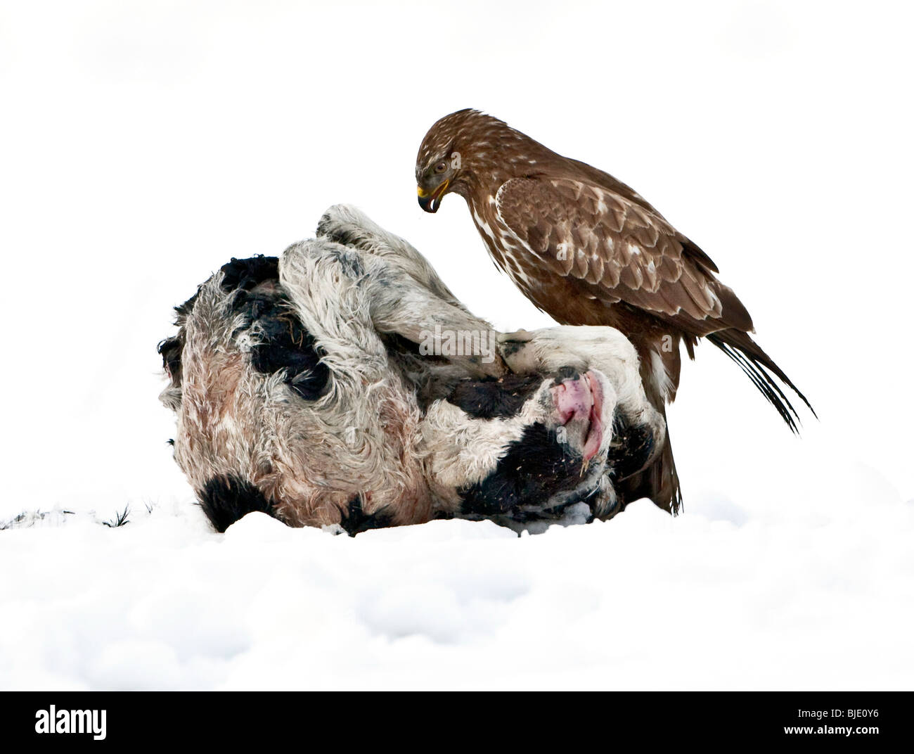 Calf feeding Cut Out Stock Images & Pictures - Alamy