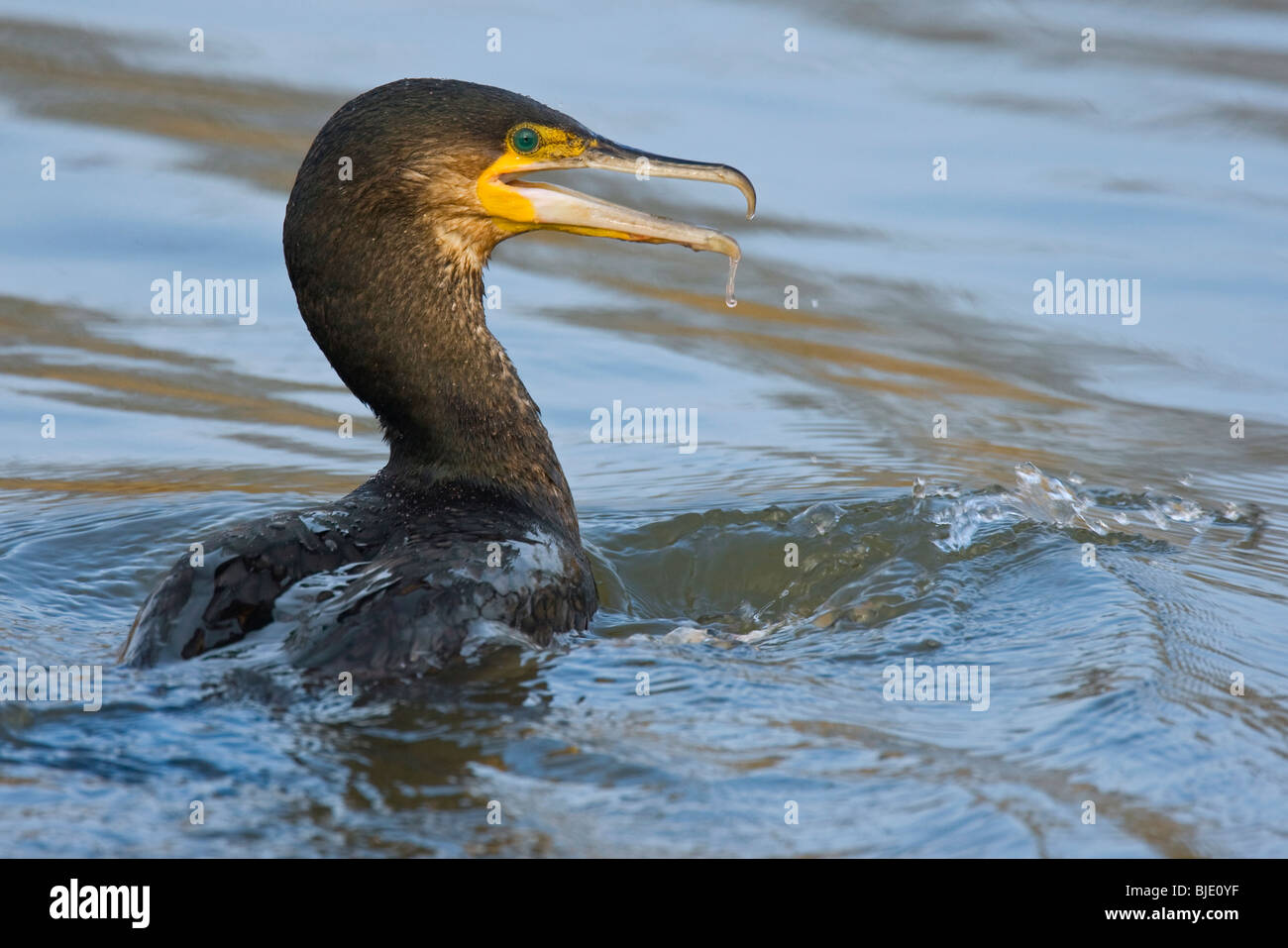 Swimming Cormorant High Resolution Stock Photography and Images - Alamy
