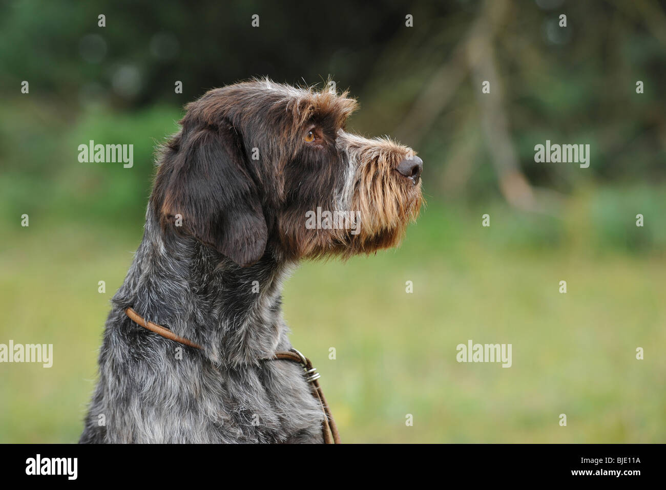 Cesky fousek hi-res stock photography and images - Alamy