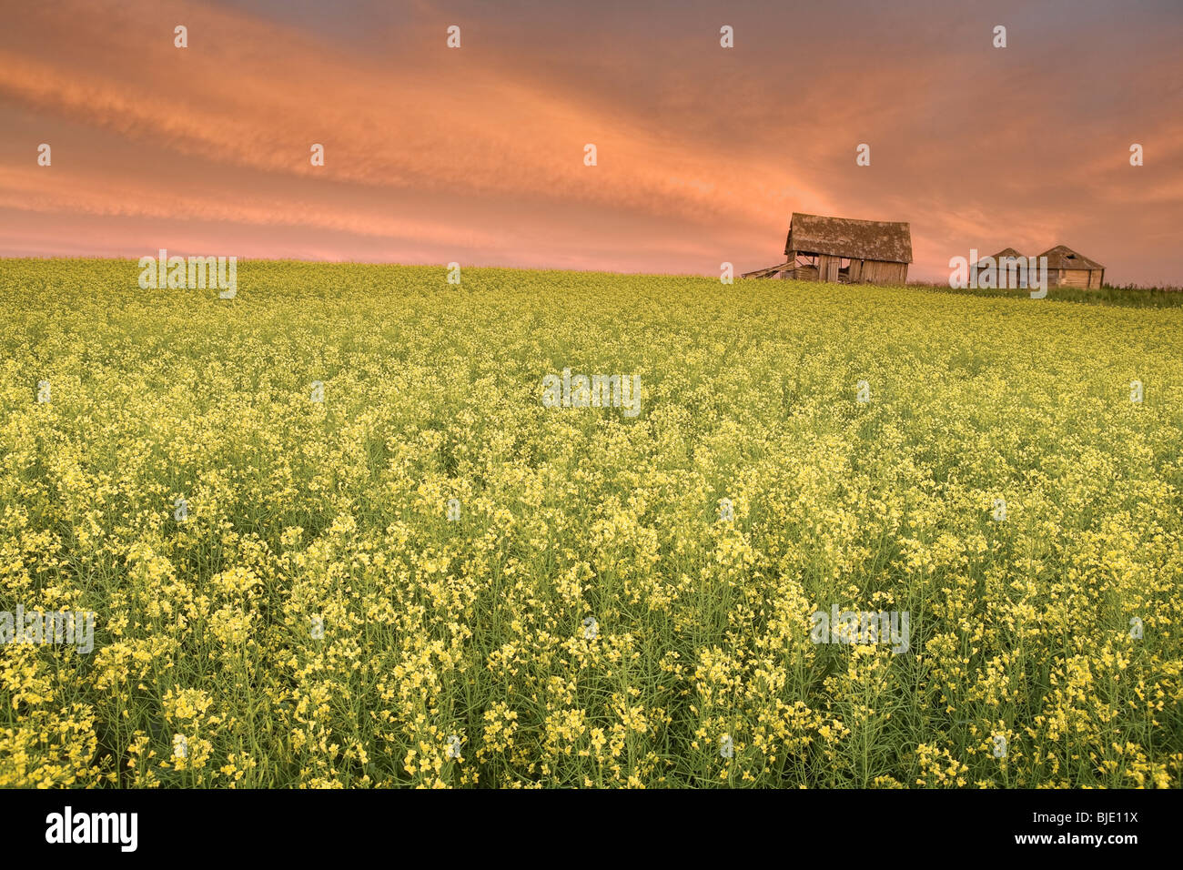 Prairie Barn in Canola Field After Sunset, Alberta, Canada Stock Photo ...