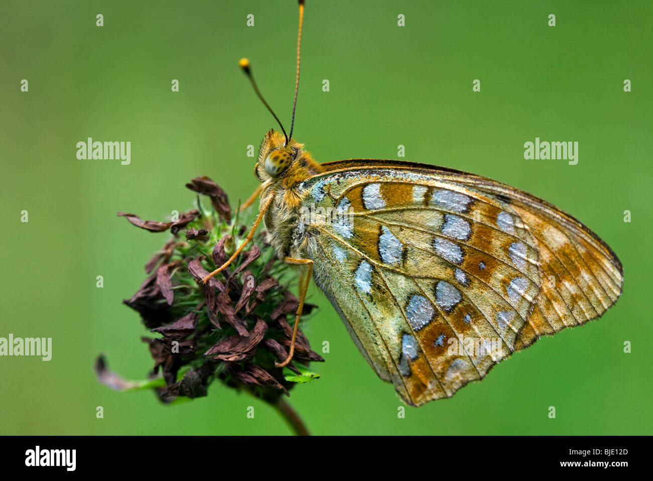 Niobe fritillary (Argynnis niobe) on flower in grassland in the Morvan ...
