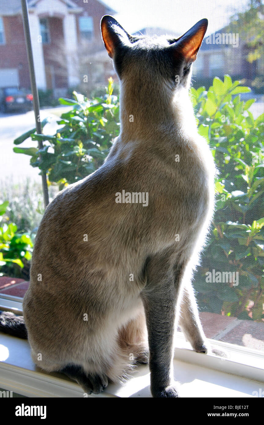 Siamese Blue Point cat Stock Photo - Alamy