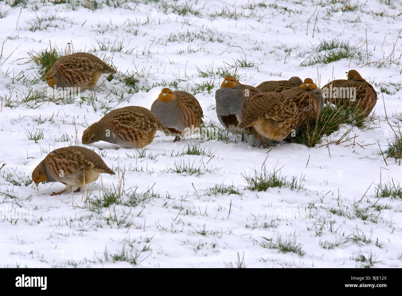 Group of grey partridges partridge hi-res stock photography and images ...