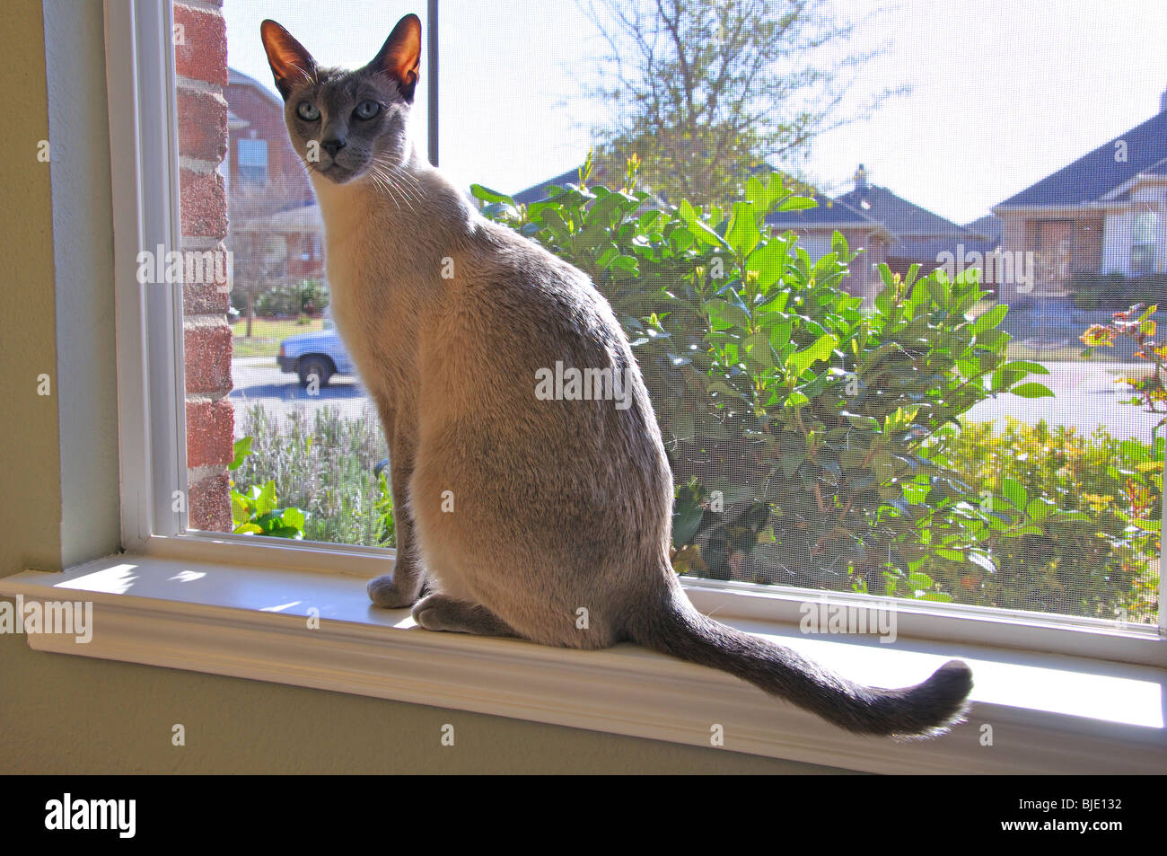 Siamese Blue Point cat Stock Photo - Alamy