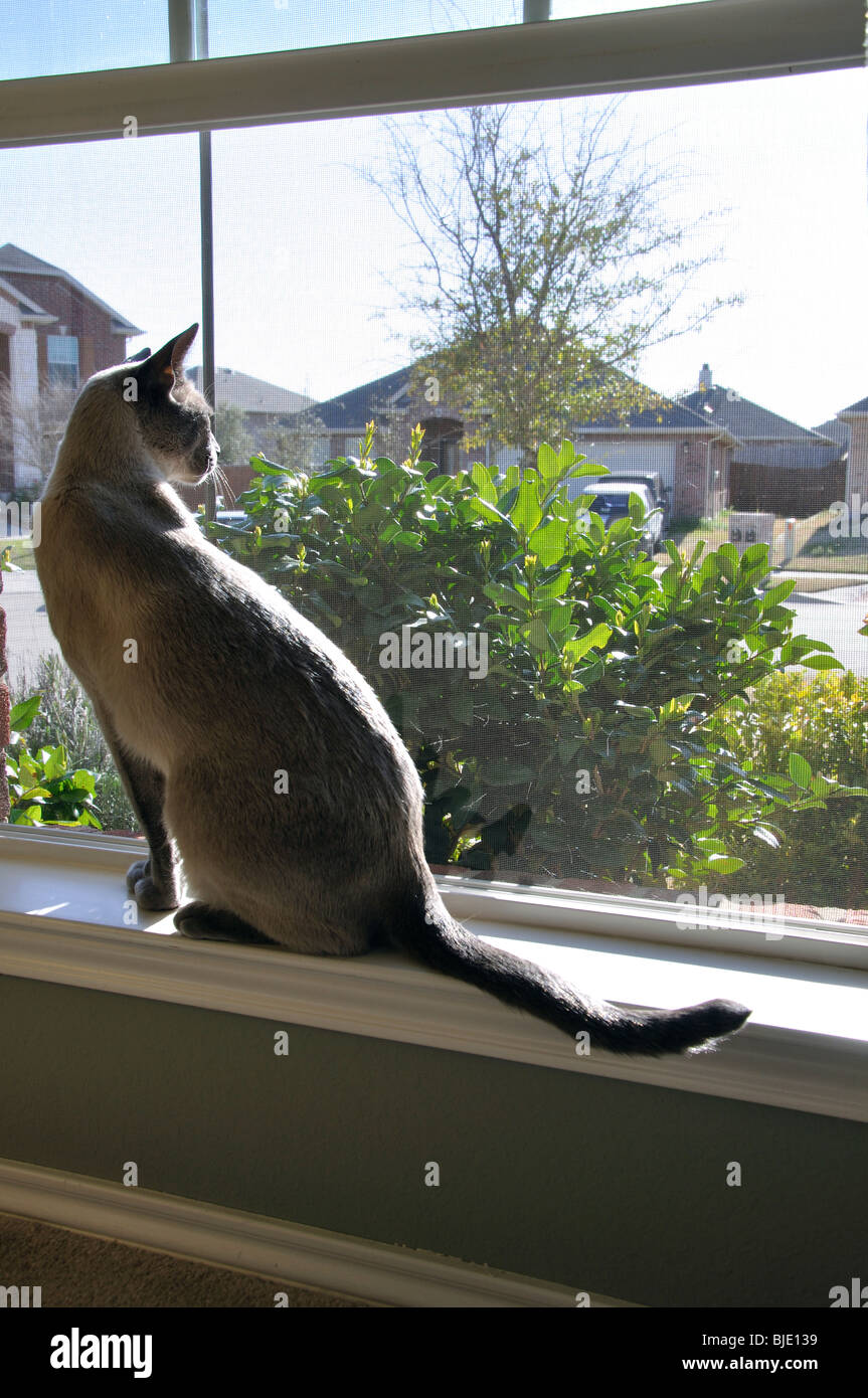 Siamese Blue Point cat Stock Photo - Alamy