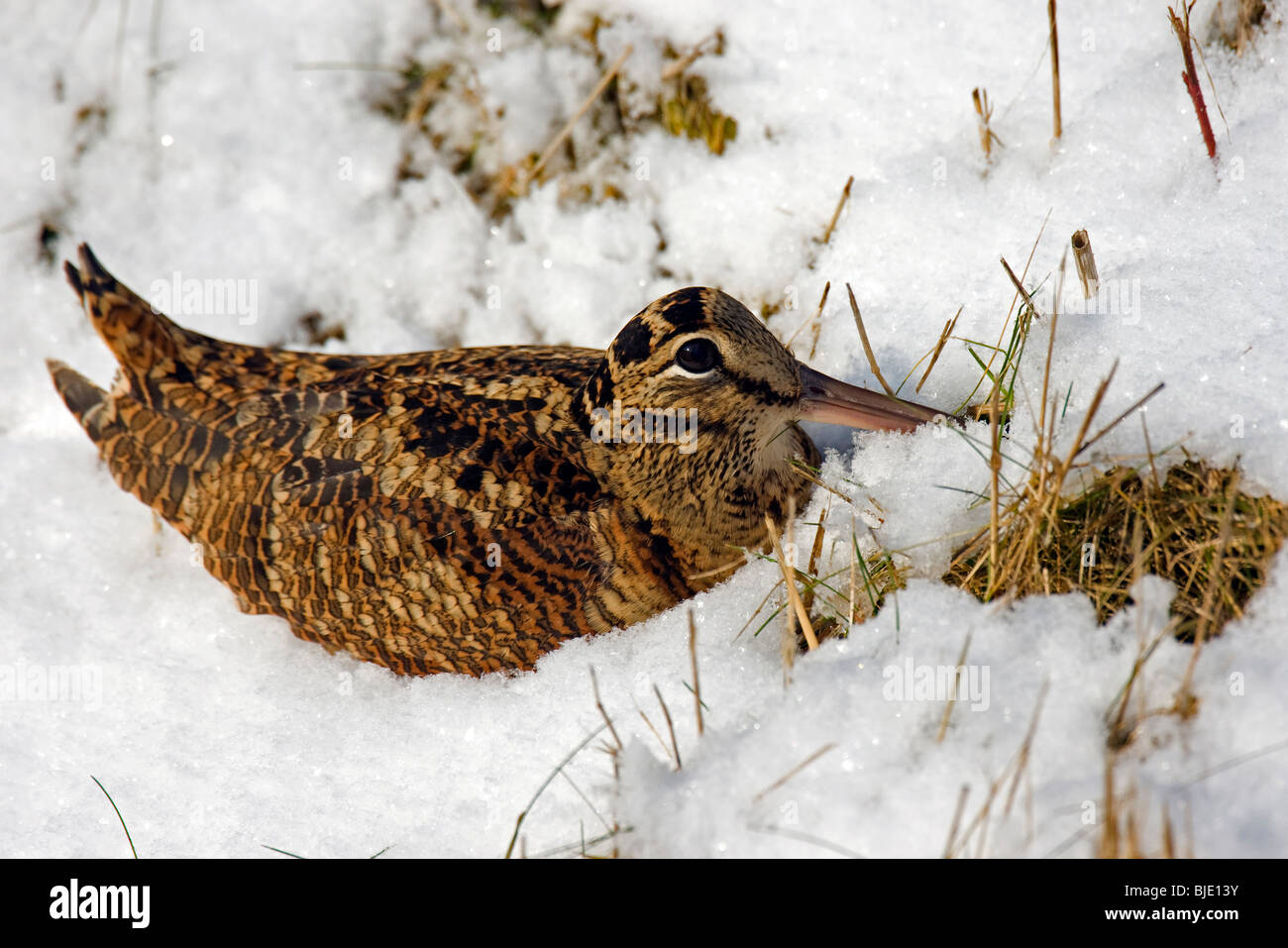 Eurasian woodcock (Scolopax rusticola) resting in the snow in winter ...