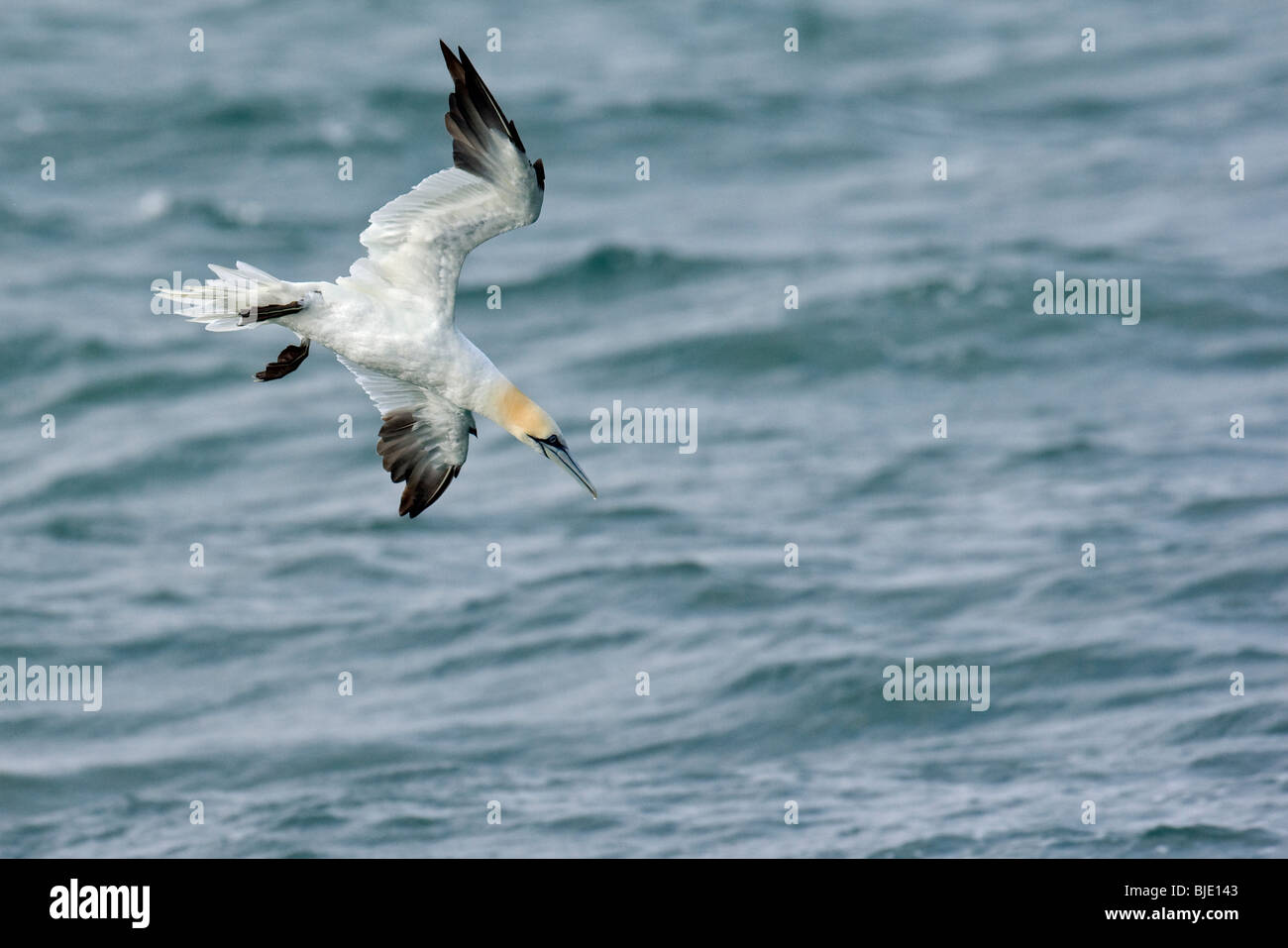 Gannets diving food england hi-res stock photography and images - Alamy
