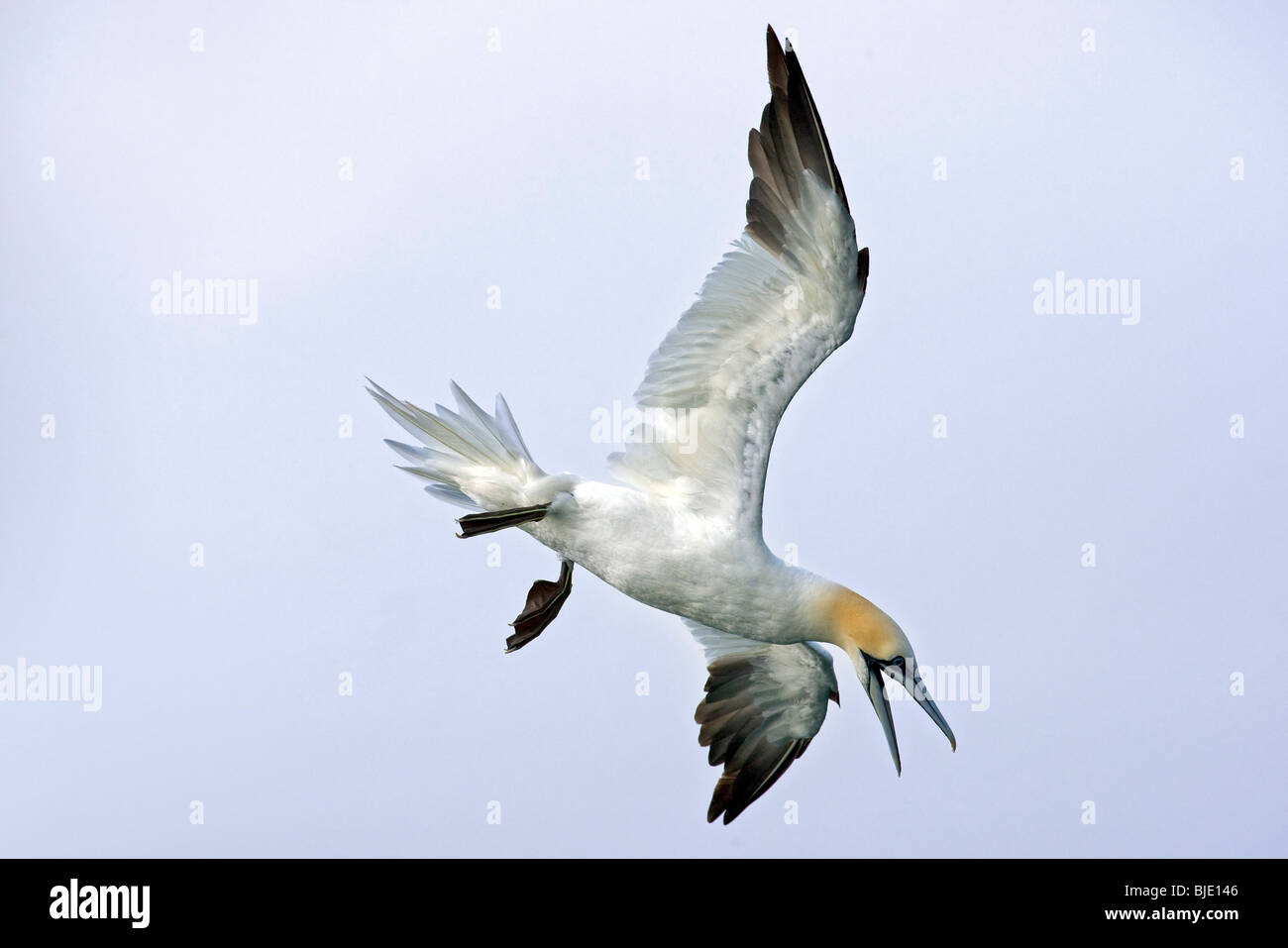 Gannets diving food england hi-res stock photography and images - Alamy