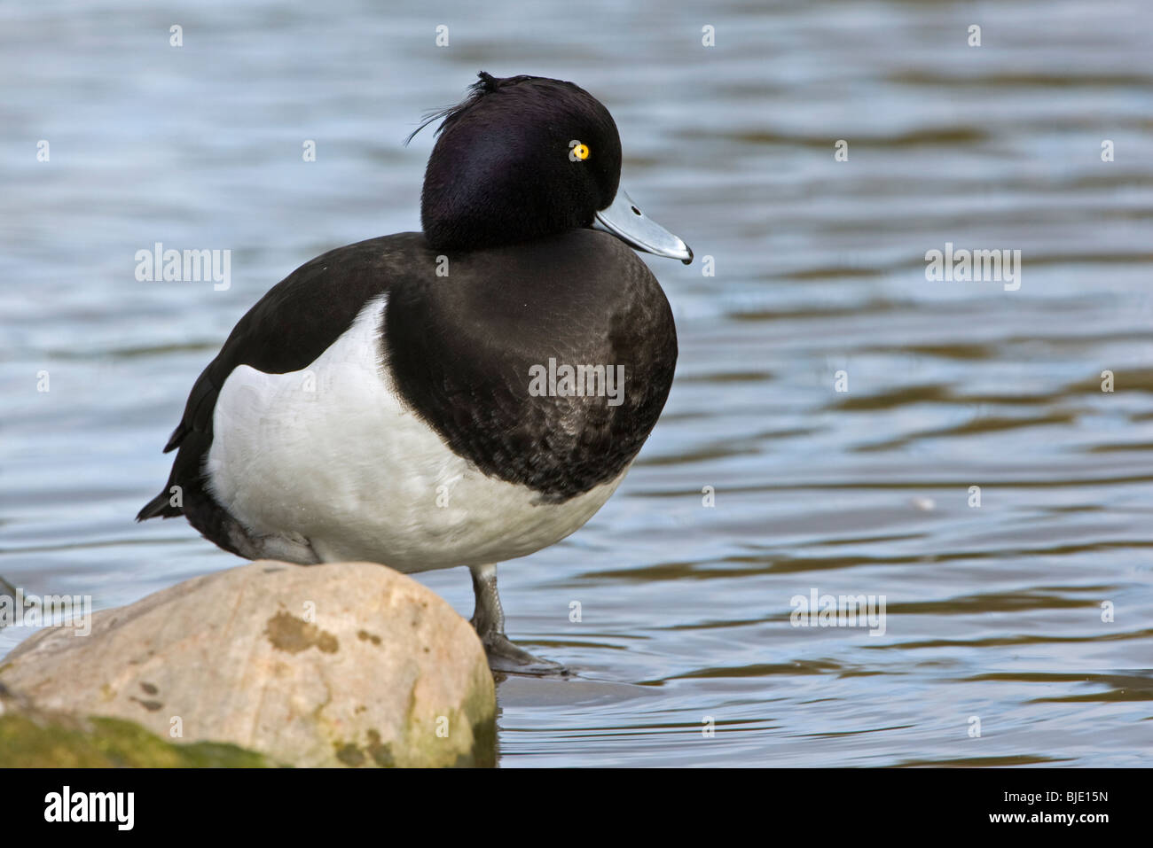 Male tufted duck (Aythya fuligula) resting on lake bank, Belgium Stock ...