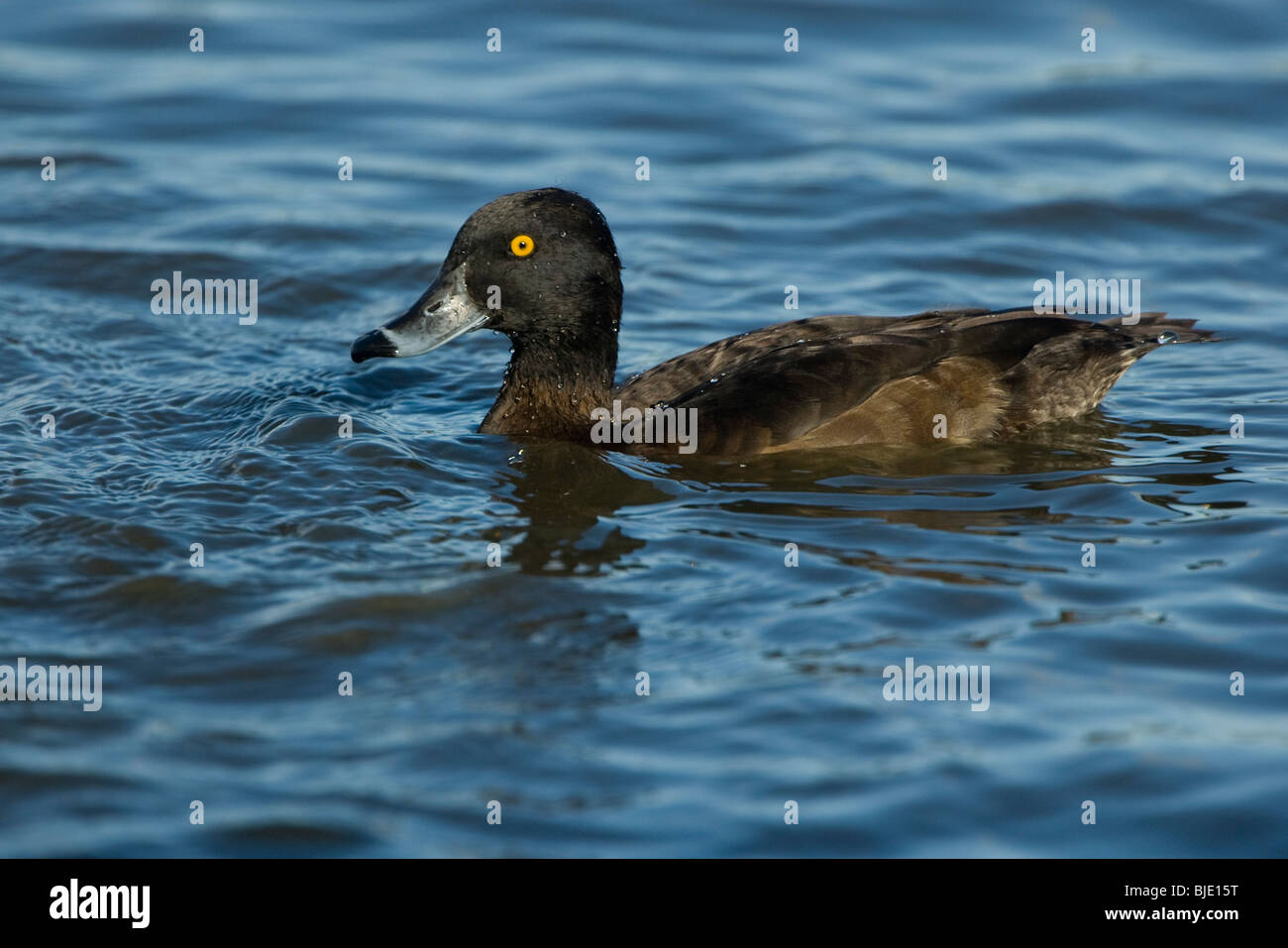 Female tufted duck hi-res stock photography and images - Alamy