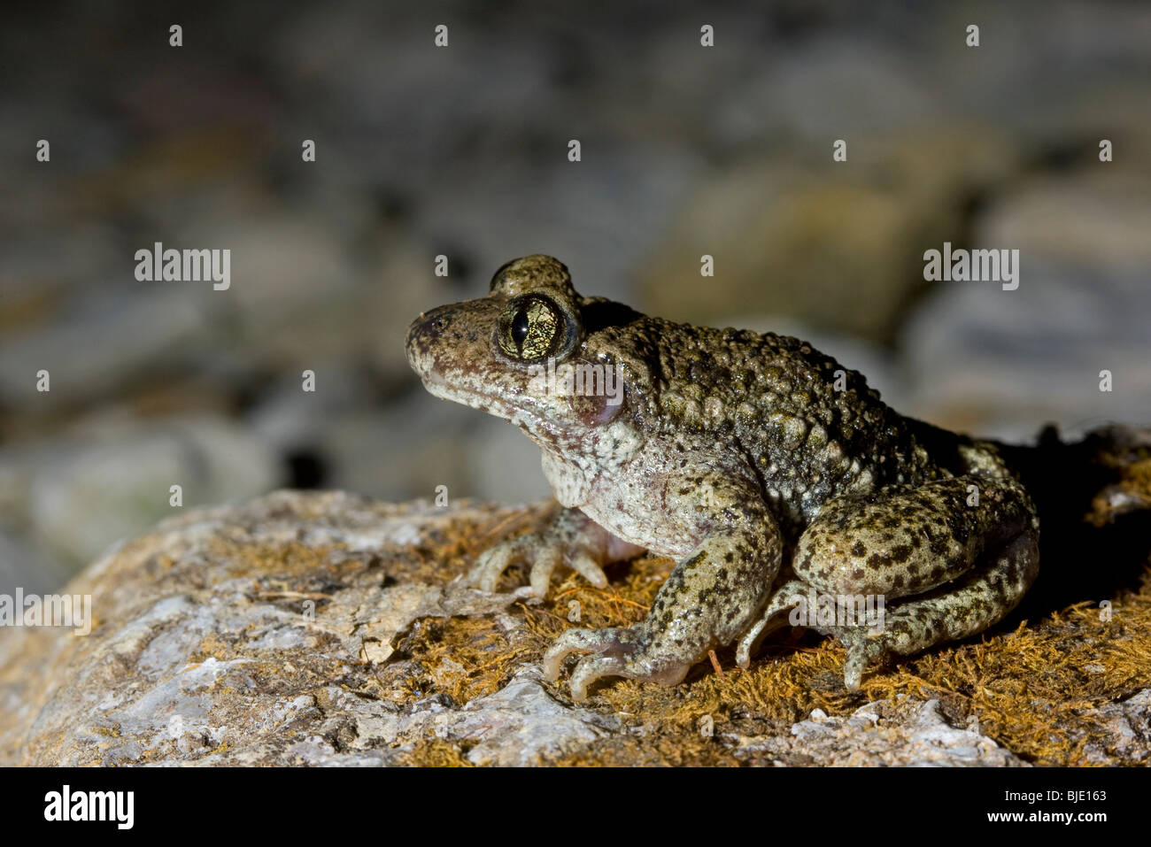 Common midwife toad (Alytes obstetricans) portrait on rock at night ...
