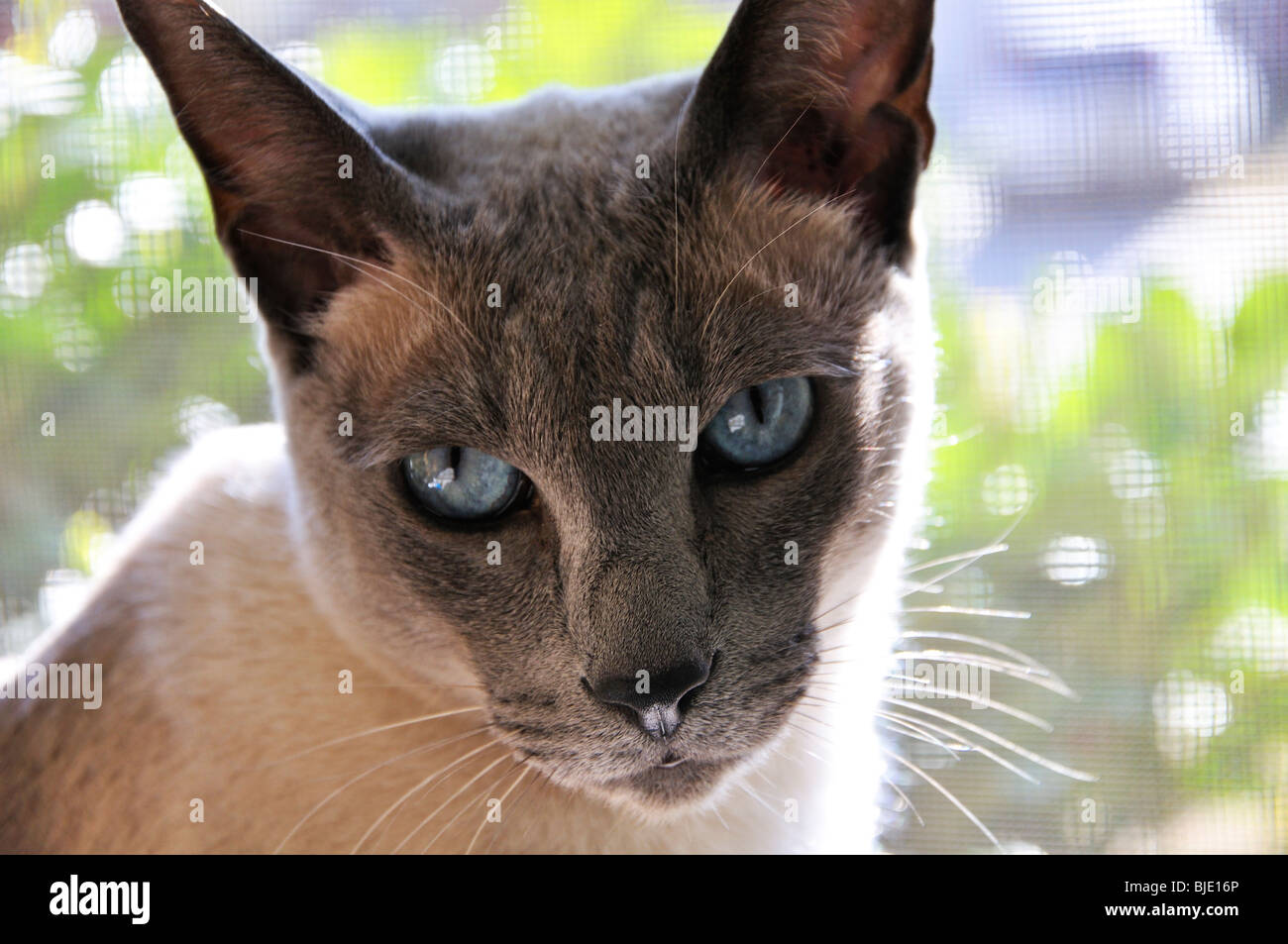 Siamese Blue Point cat Stock Photo - Alamy