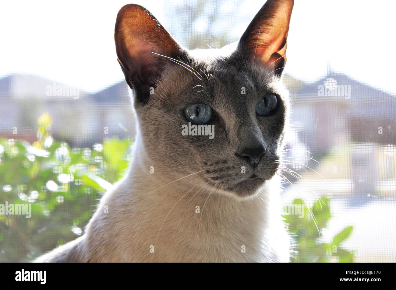 Siamese Blue Point cat Stock Photo - Alamy