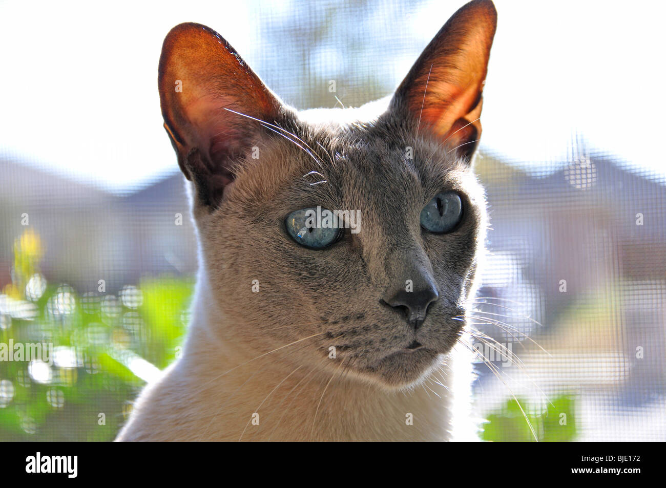Siamese Blue Point cat Stock Photo - Alamy