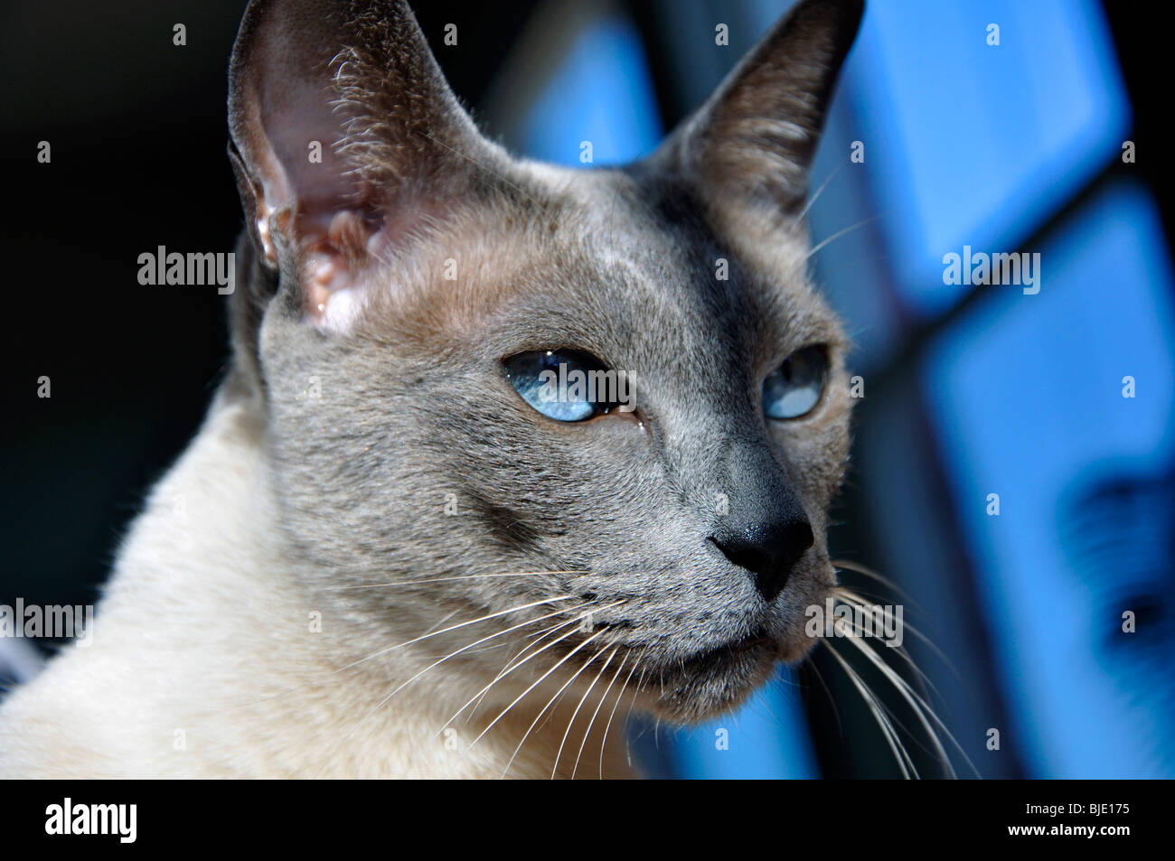 Siamese Blue Point cat Stock Photo - Alamy