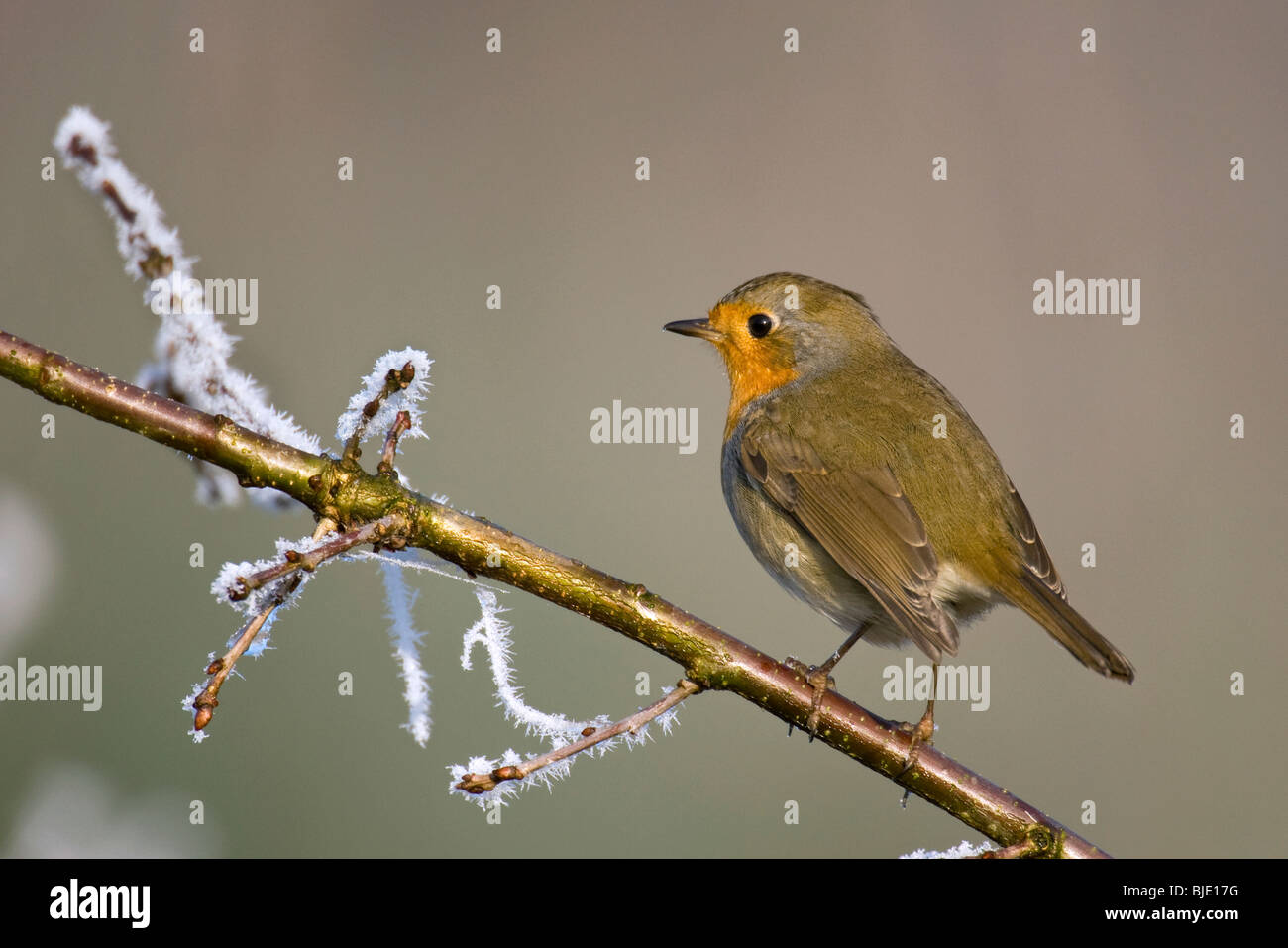 Robin tree frost hi-res stock photography and images - Alamy