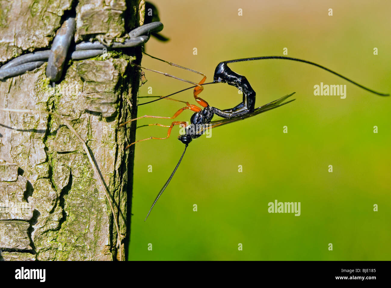Black ichneumon (Lissonota setosa) on pole laying eggs in larva ...