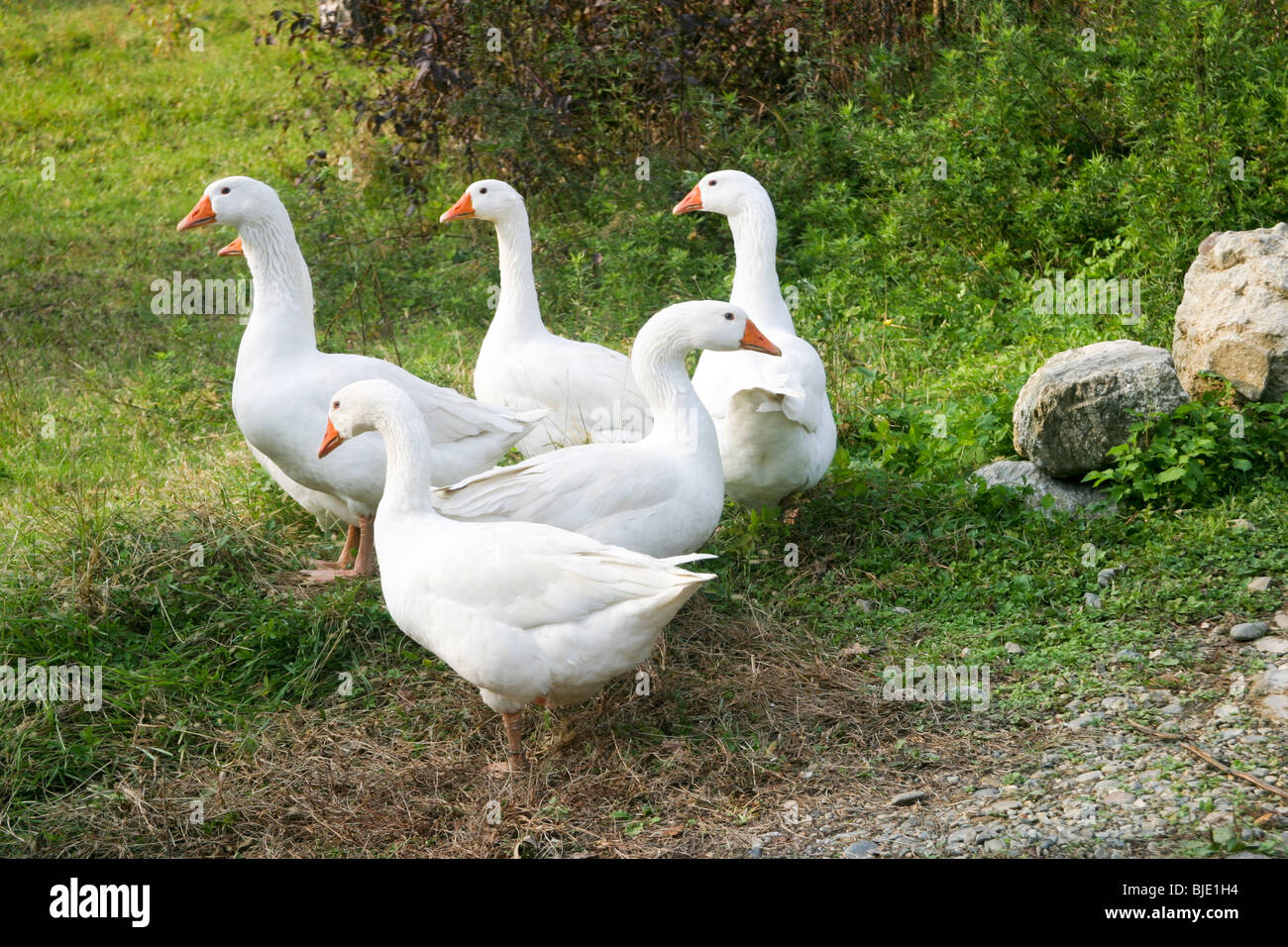 A flock of domestic geese Stock Photo - Alamy
