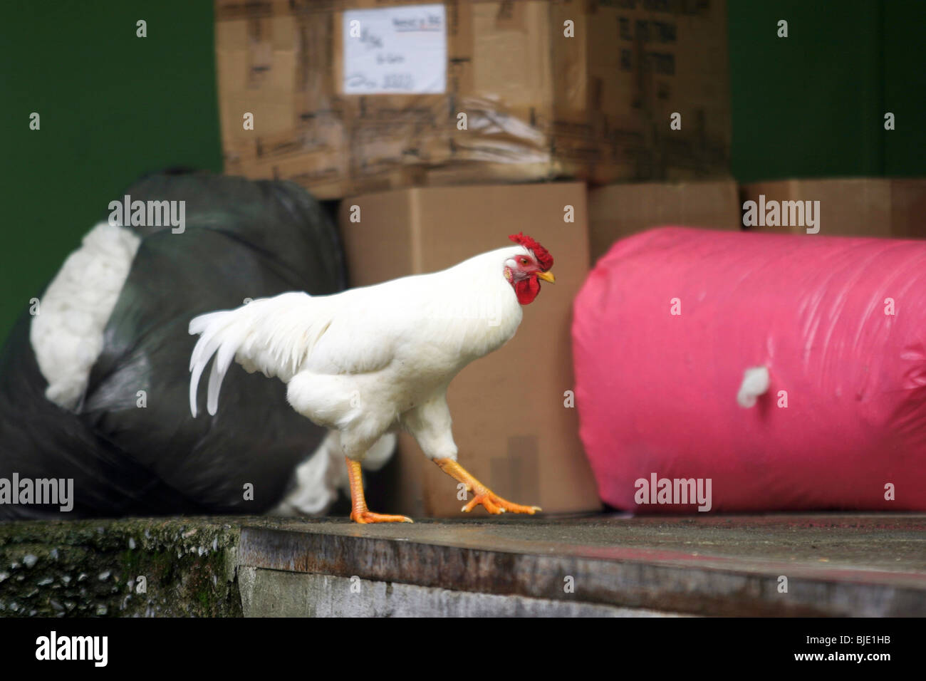 White rooster hi-res stock photography and images - Alamy