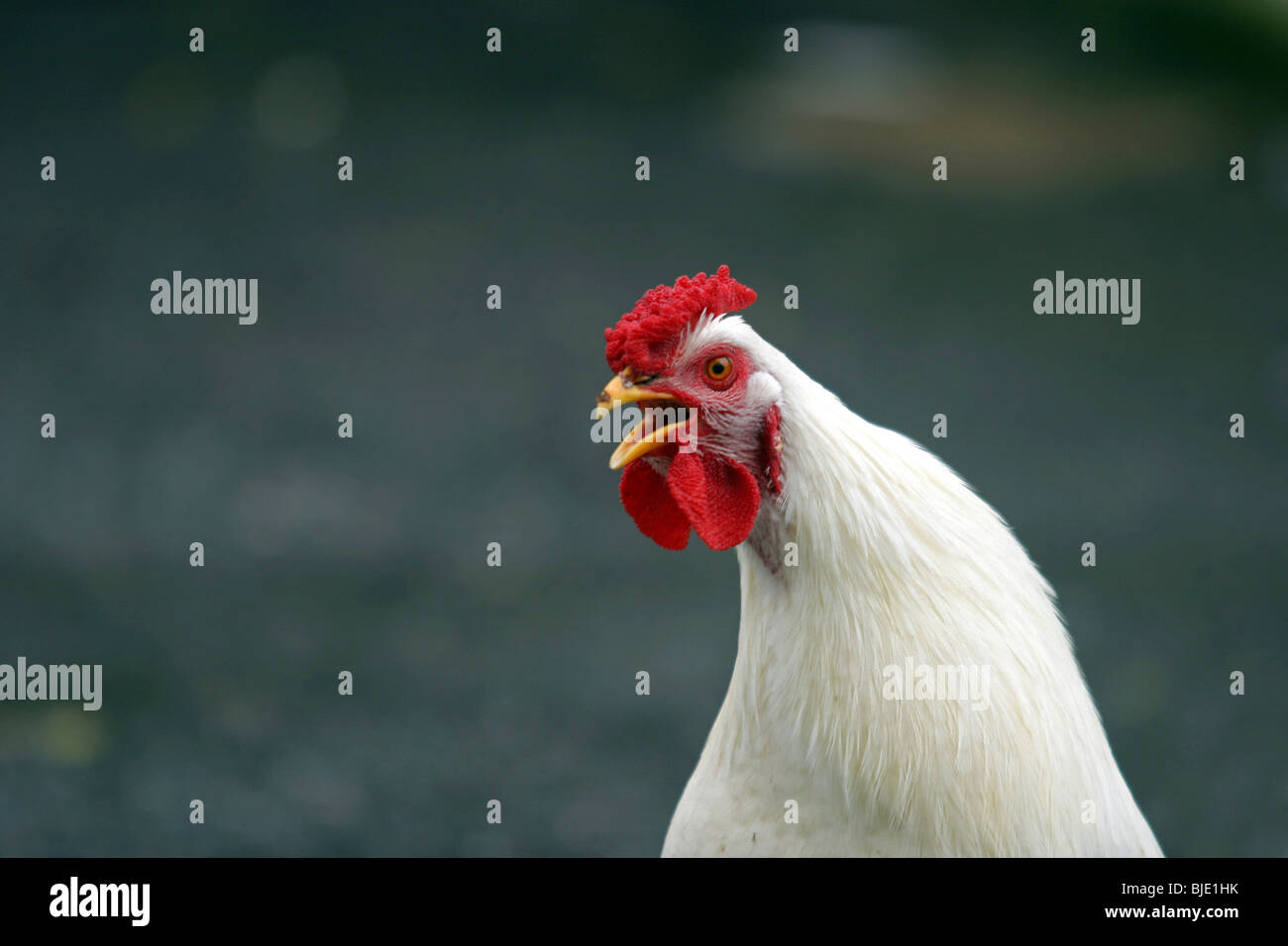 White rooster hi-res stock photography and images - Alamy