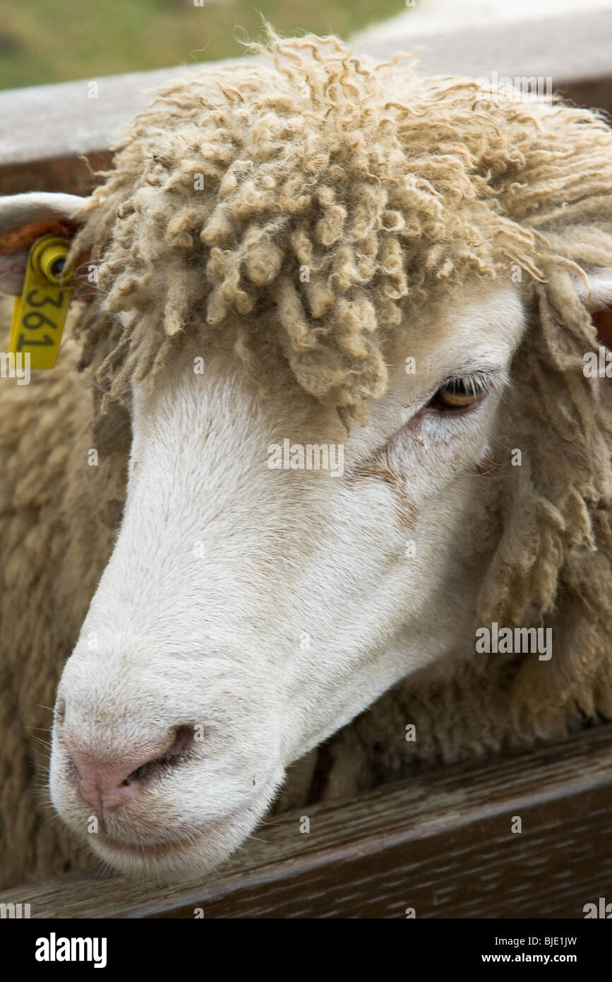 Close up of a farm sheep Stock Photo - Alamy