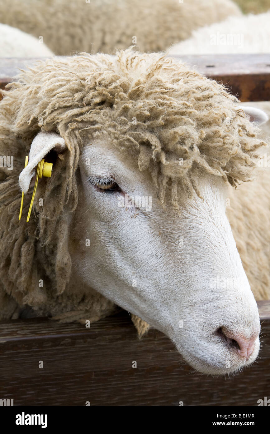 Farm and sheep hi-res stock photography and images - Alamy